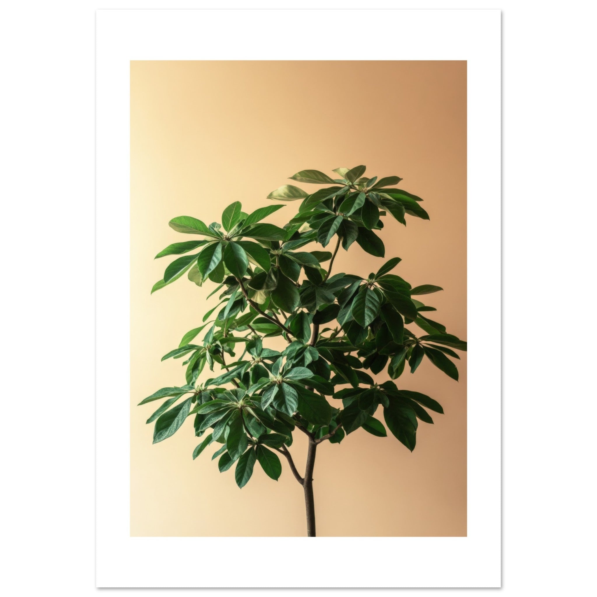 Elegant Umbrella Tree Poster: Schefflera Arboricola Art – Posters One ...